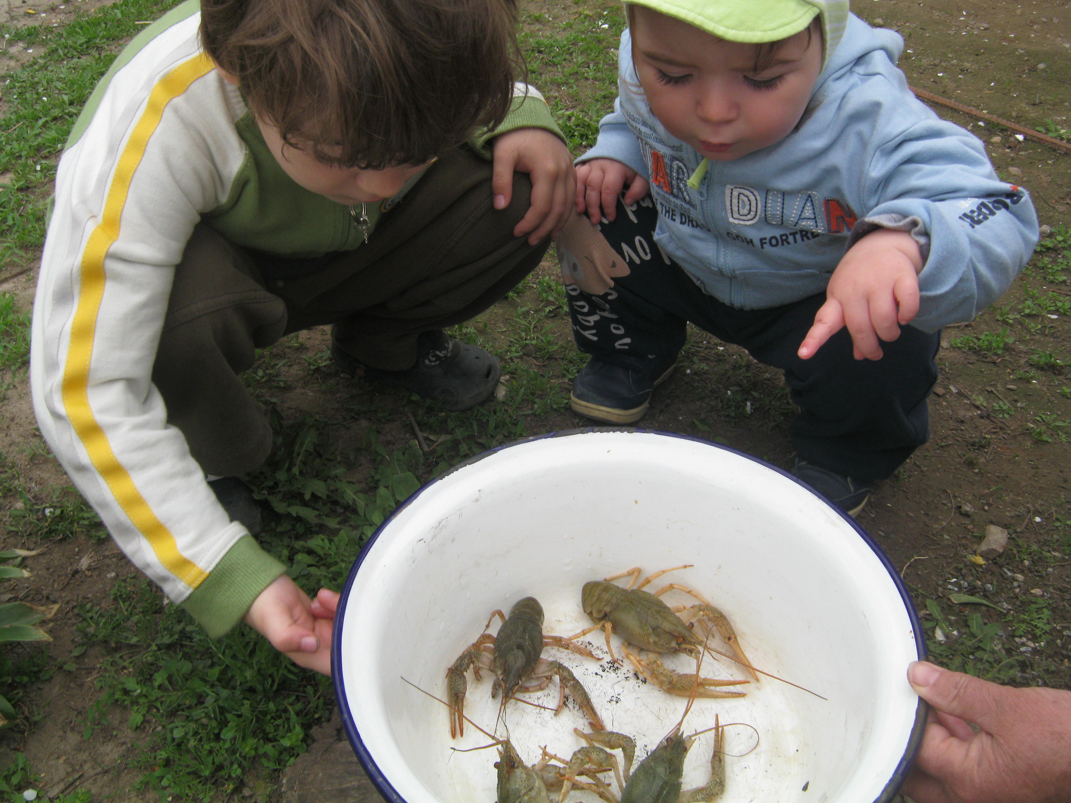 Acvariul cu raci :) | ursuleți năzdrăvani