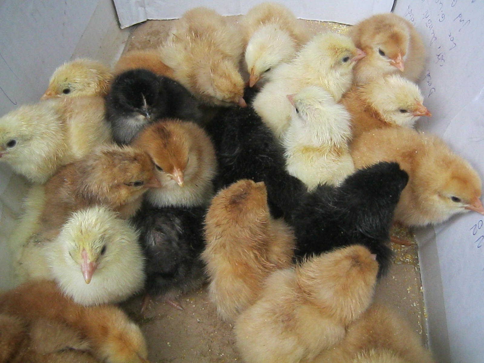 Puisori catifelati | ursuleți năzdrăvani