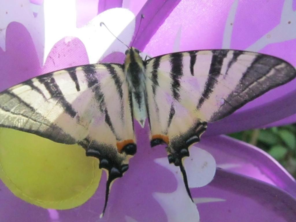 Fluturasul Coada de randunica | ursuleți năzdrăvani